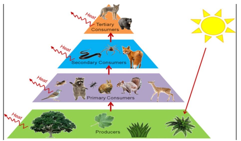Land Food Web
